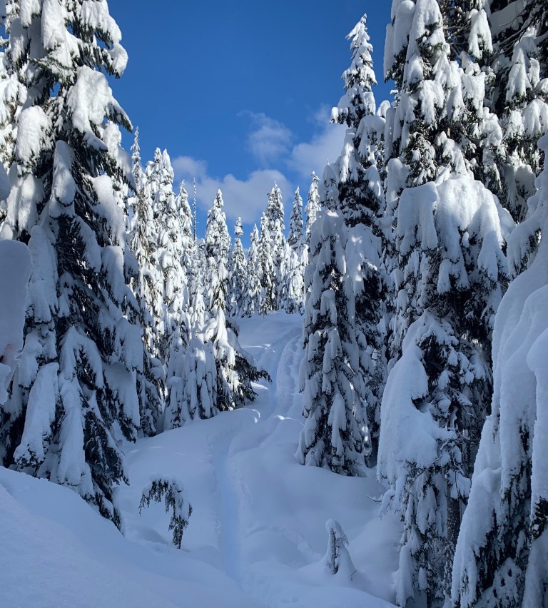 Snowshoeing in Callaghan Valley – Roar Cat Reads
